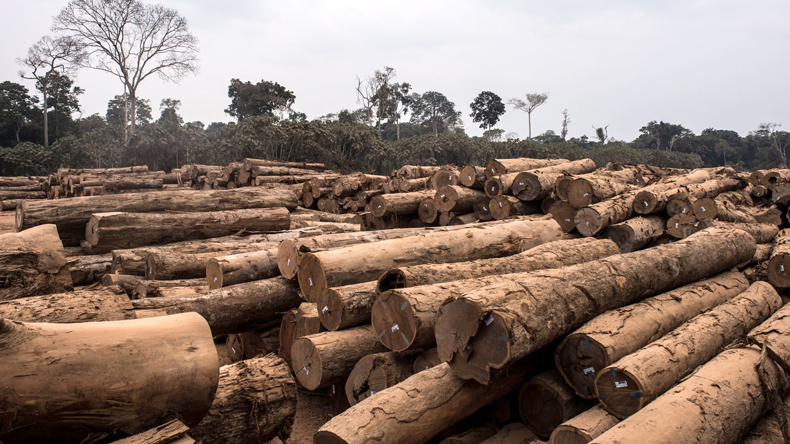 Asset managers need to address biodiversity loss – report | Pensions ...